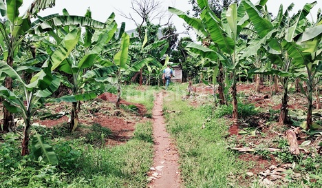 Jual Tanah Kebun di Tangerang Selatan | Harga Terbaru